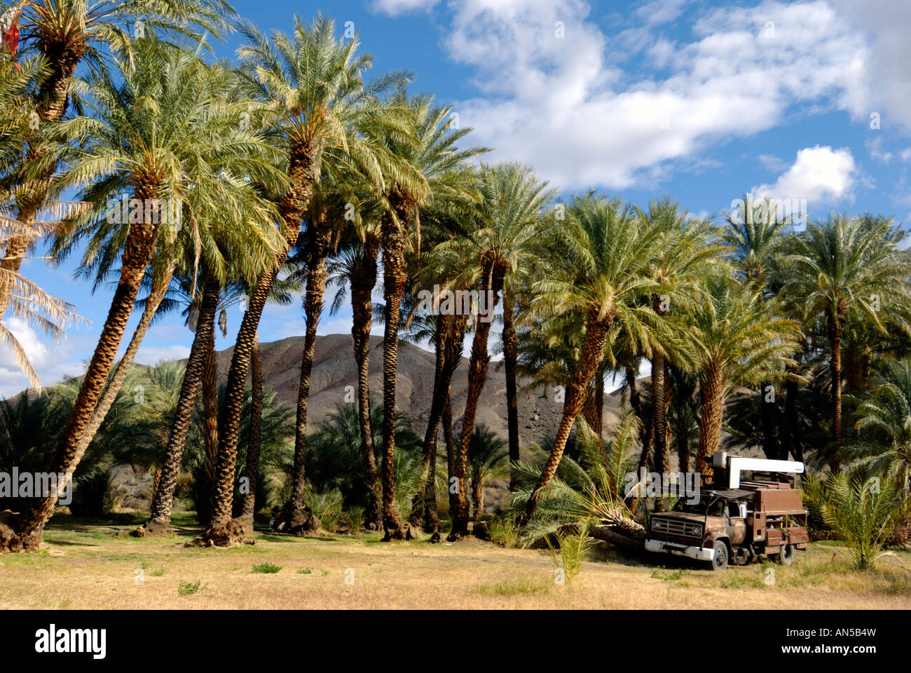 China Ranch Date Farm Stock Photo - Alamy