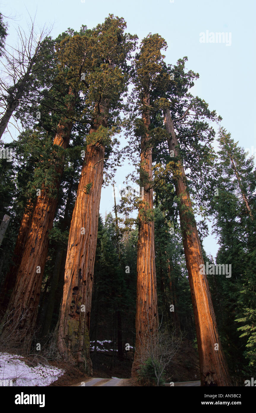 California Sequoia National Park Giant Sequoias towering over park road ...
