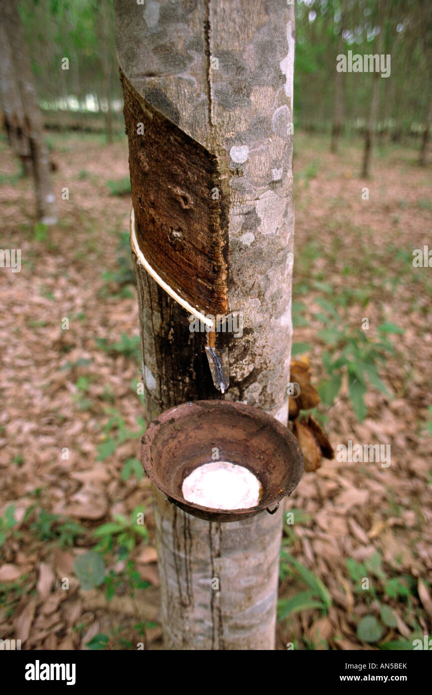 Sap collection, rubber tree plantation, Ivory Coast Stock Photo - Alamy