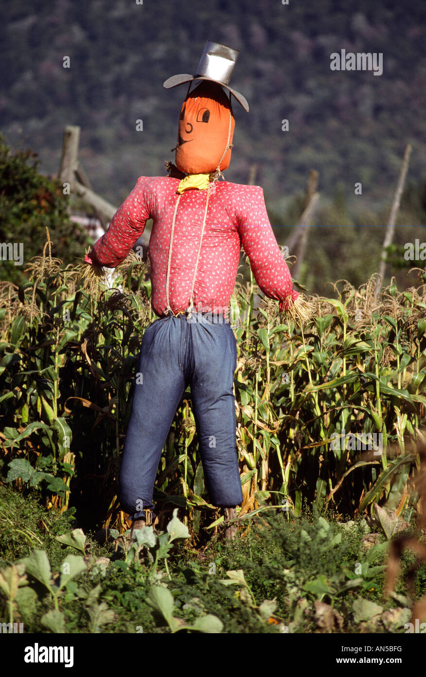 Scarecrow in a New England farm cornfield Stock Photo - Alamy