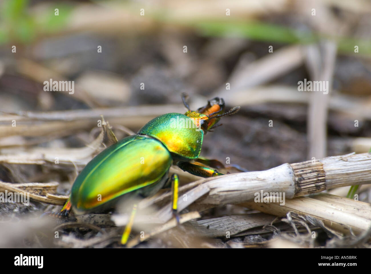 Australian beetles hi-res stock photography and images - Alamy