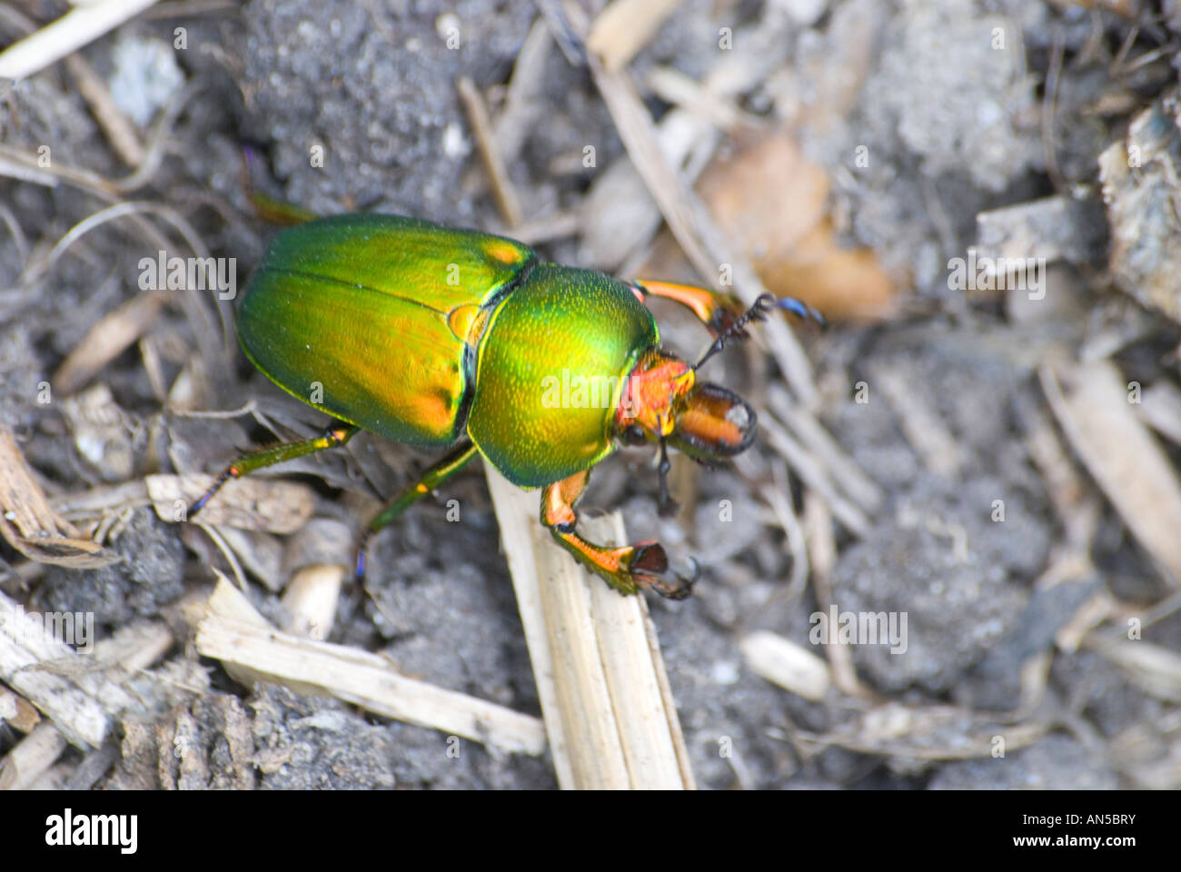 Australian beetles hi-res stock photography and images - Alamy