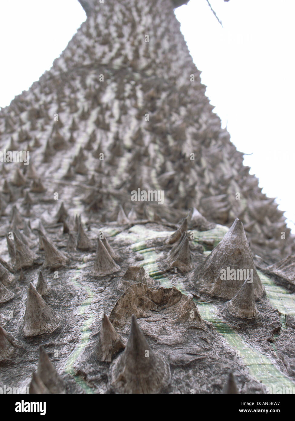 spiked tree in palermo Stock Photo - Alamy