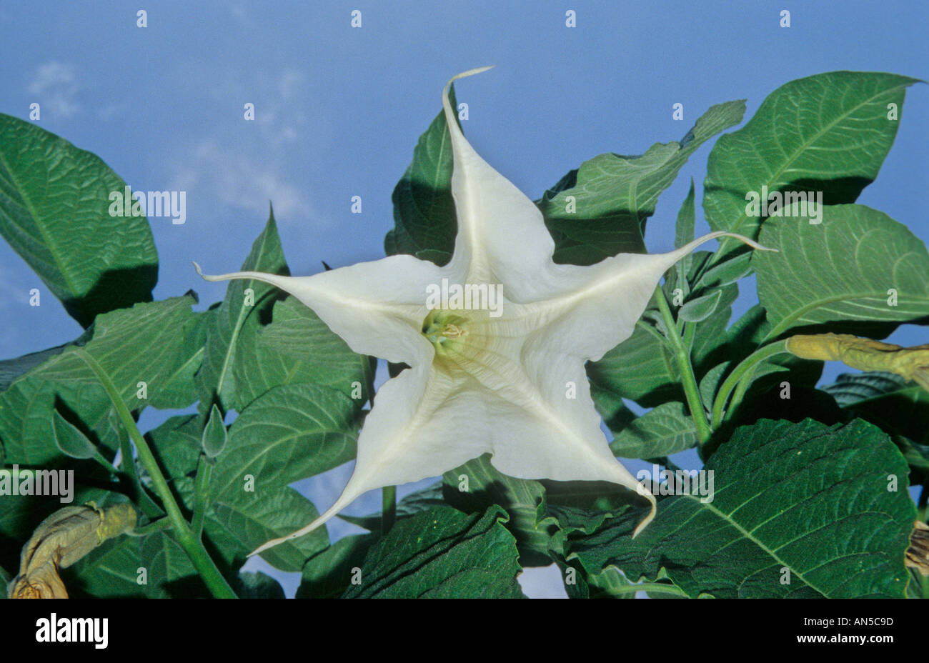 White Flower 1 Stock Photo - Alamy