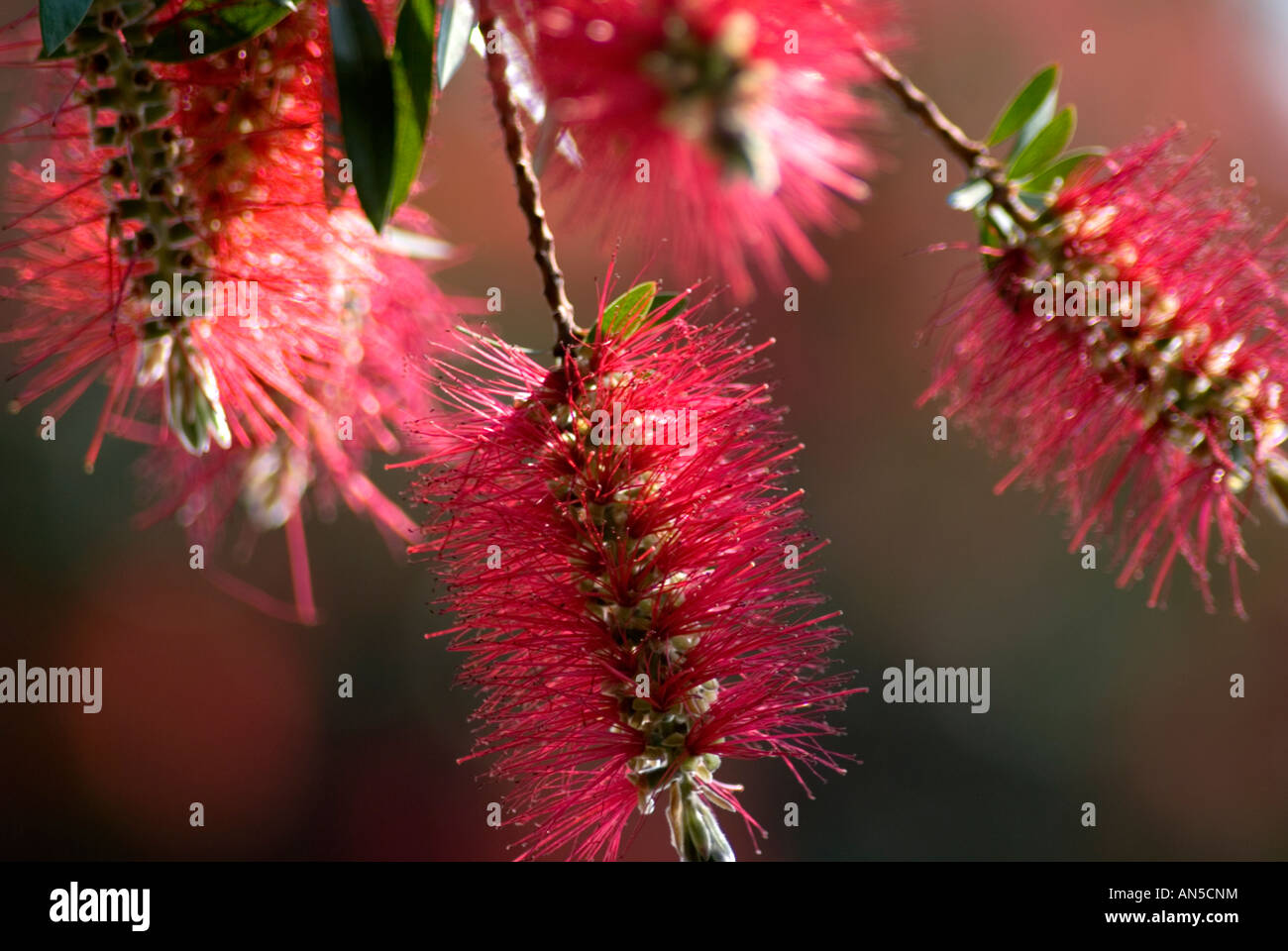 Bottlebrush africa hi-res stock photography and images - Alamy