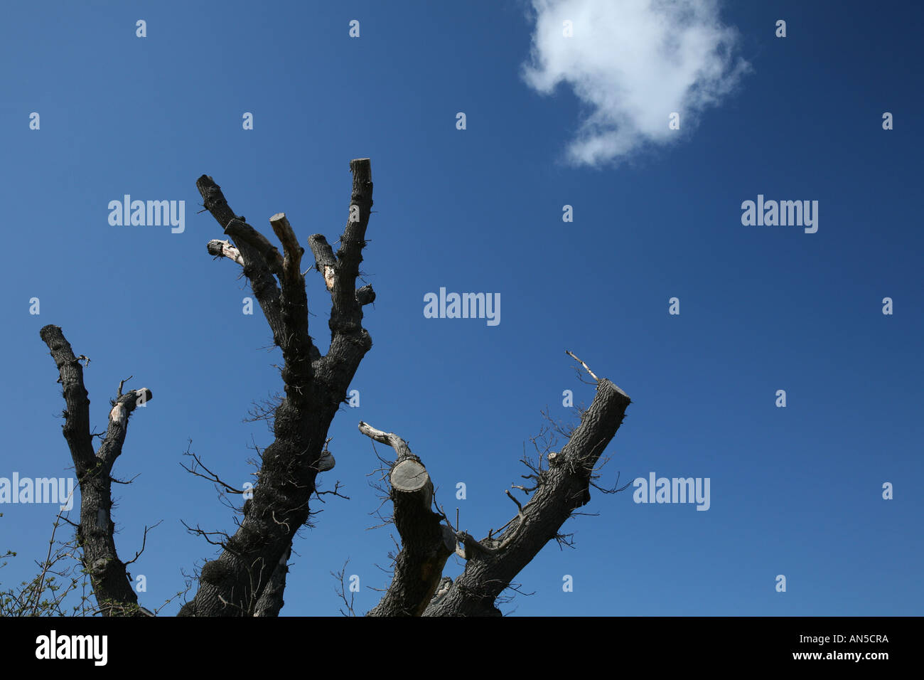 Destroy tree hi-res stock photography and images - Alamy