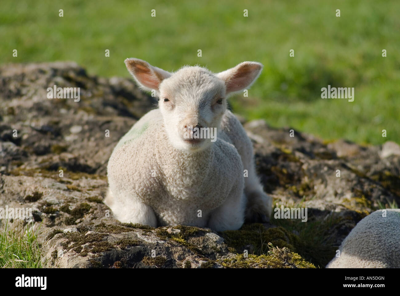 Lamb sitting on a rock in a field Stock Photo - Alamy