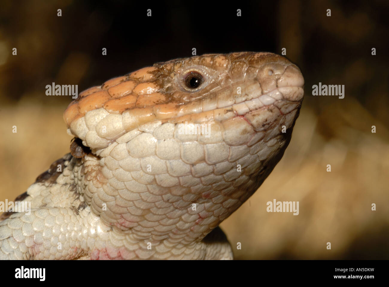 A Western Australian Bluetongue Skink Stock Photo - Alamy