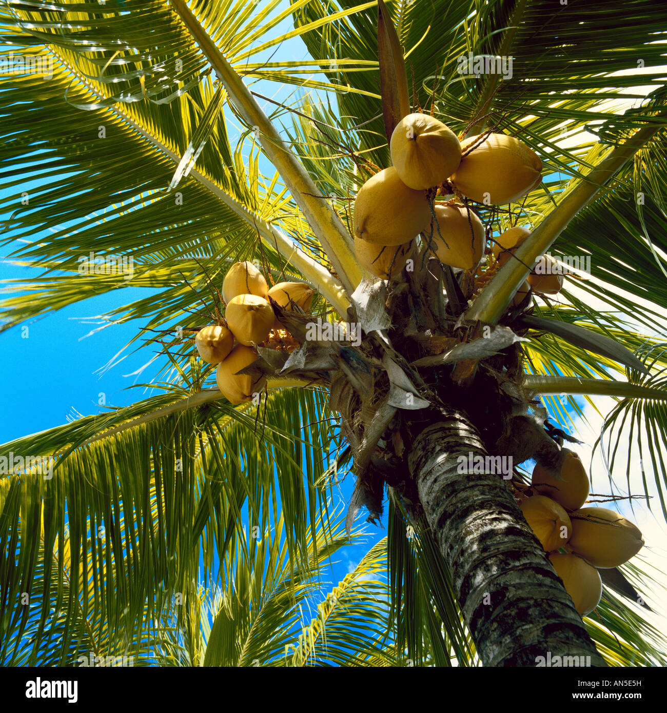 Coconut tree blow by the wind hi-res stock photography and images - Alamy
