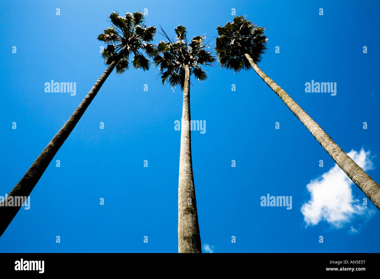 Symmetrical palm trees in Clive Square, Napier, New Zealand Stock Photo ...