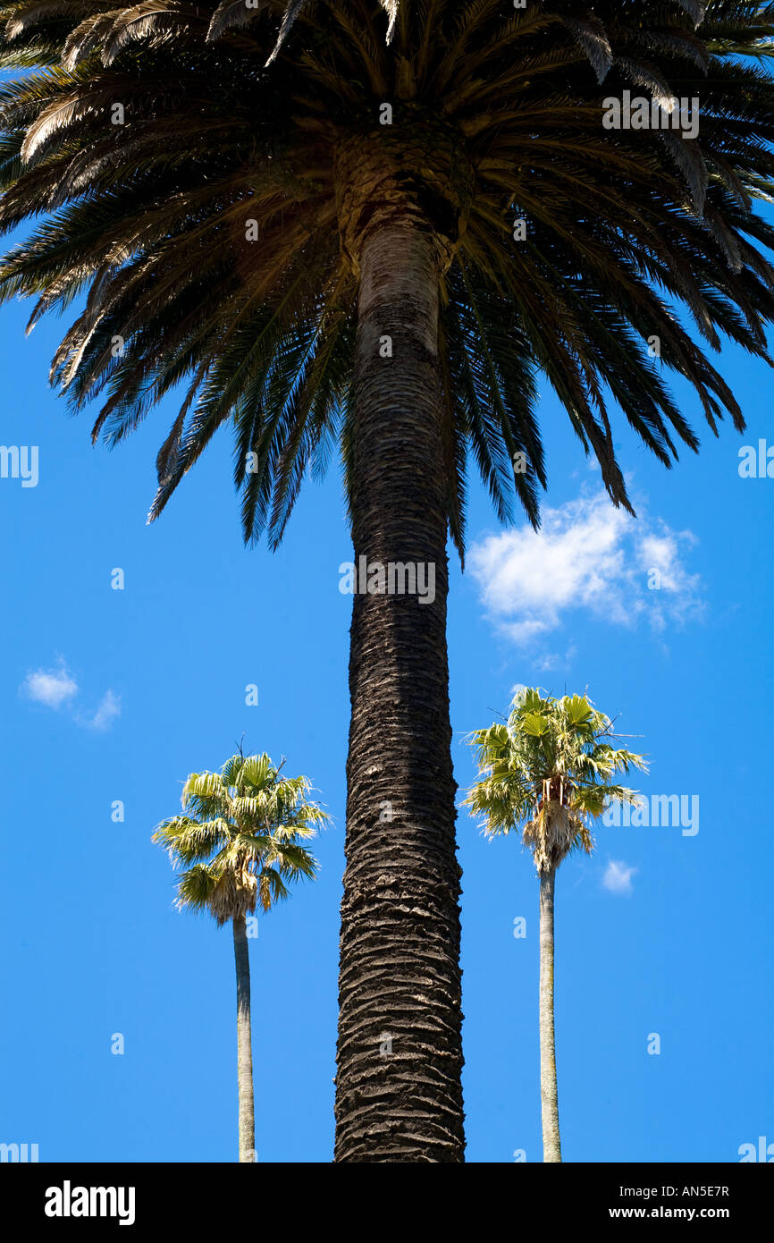 Symmetrical palm trees in Clive Square, Napier, New Zealand Stock Photo ...