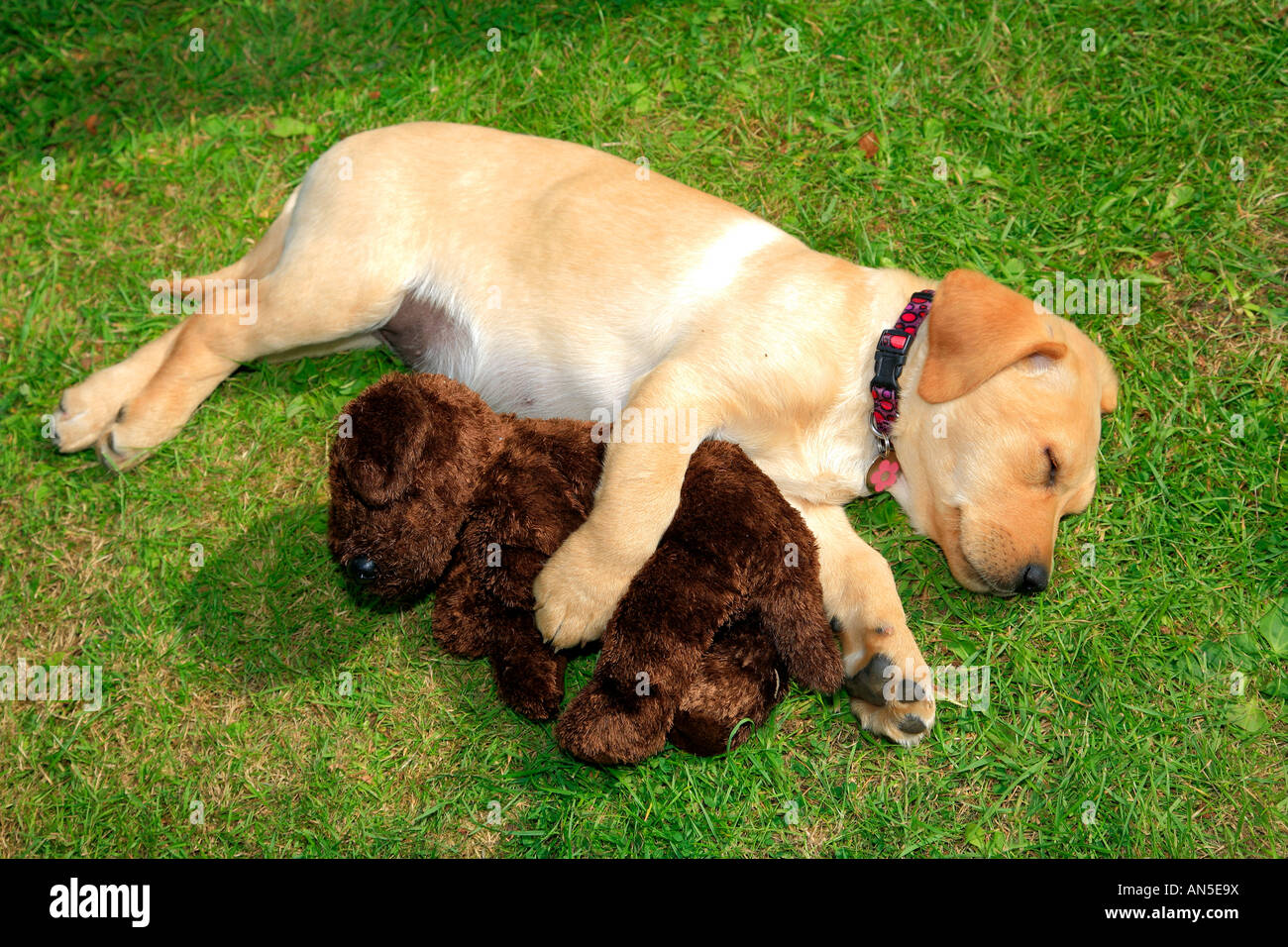 Pedigree Golden Labrador Bitch Puppy sleeping on a toy Stock Photo - Alamy