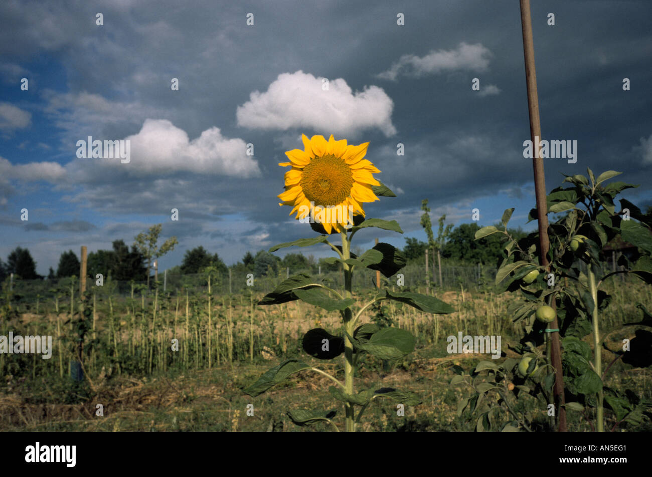 A sunflower sprouting in a field Stock Photo - Alamy