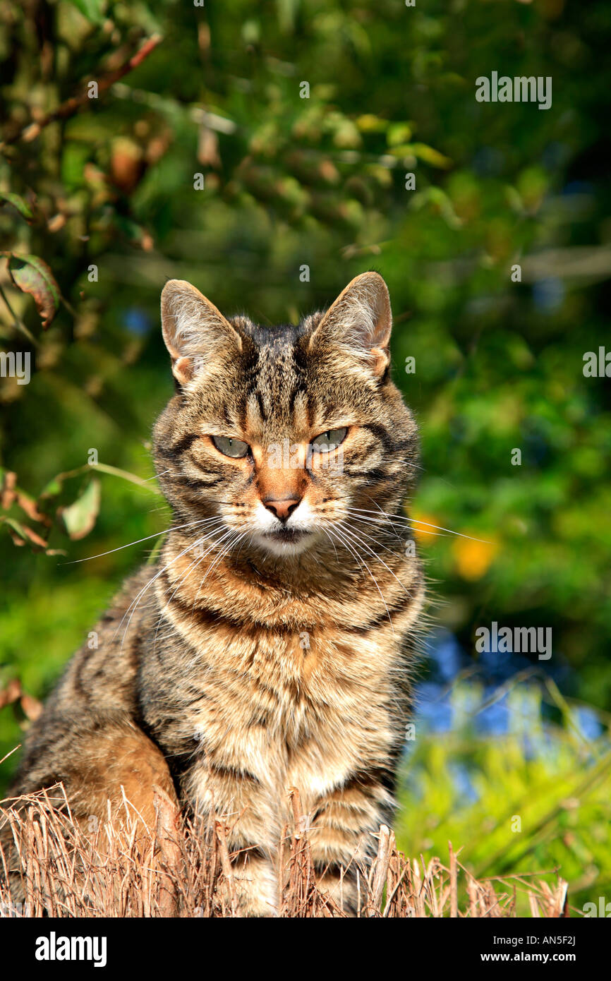 Adult Female Tabby Tiger Striped Cat looking Stock Photo - Alamy