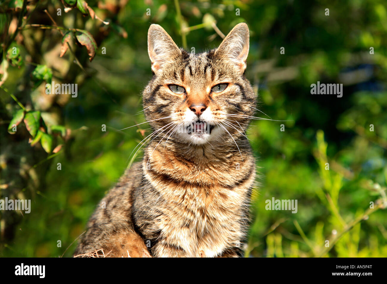 Adult Female Tabby Tiger Striped Cat looking Stock Photo - Alamy