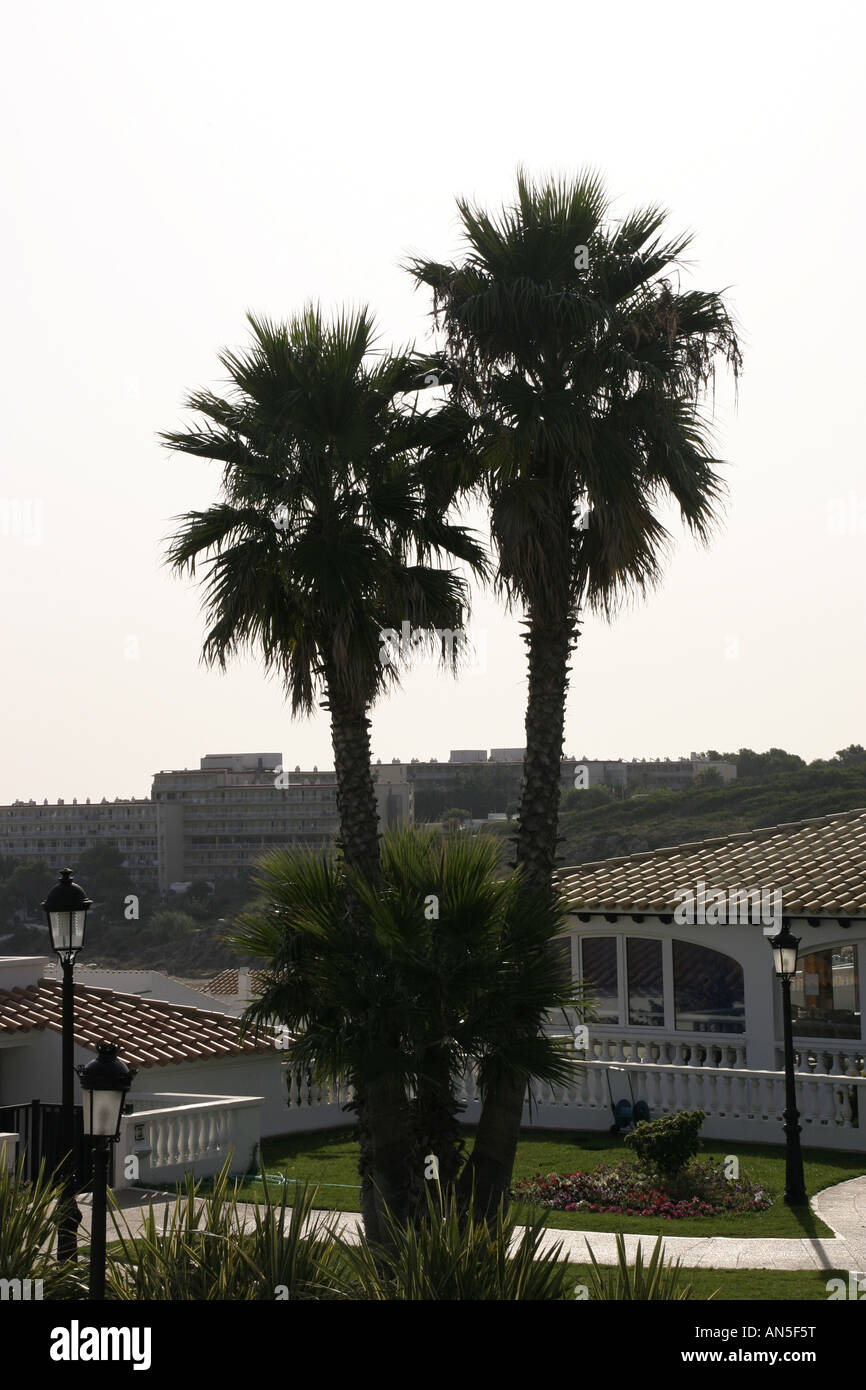 Tall palm trees in front of hotel hi-res stock photography and images ...