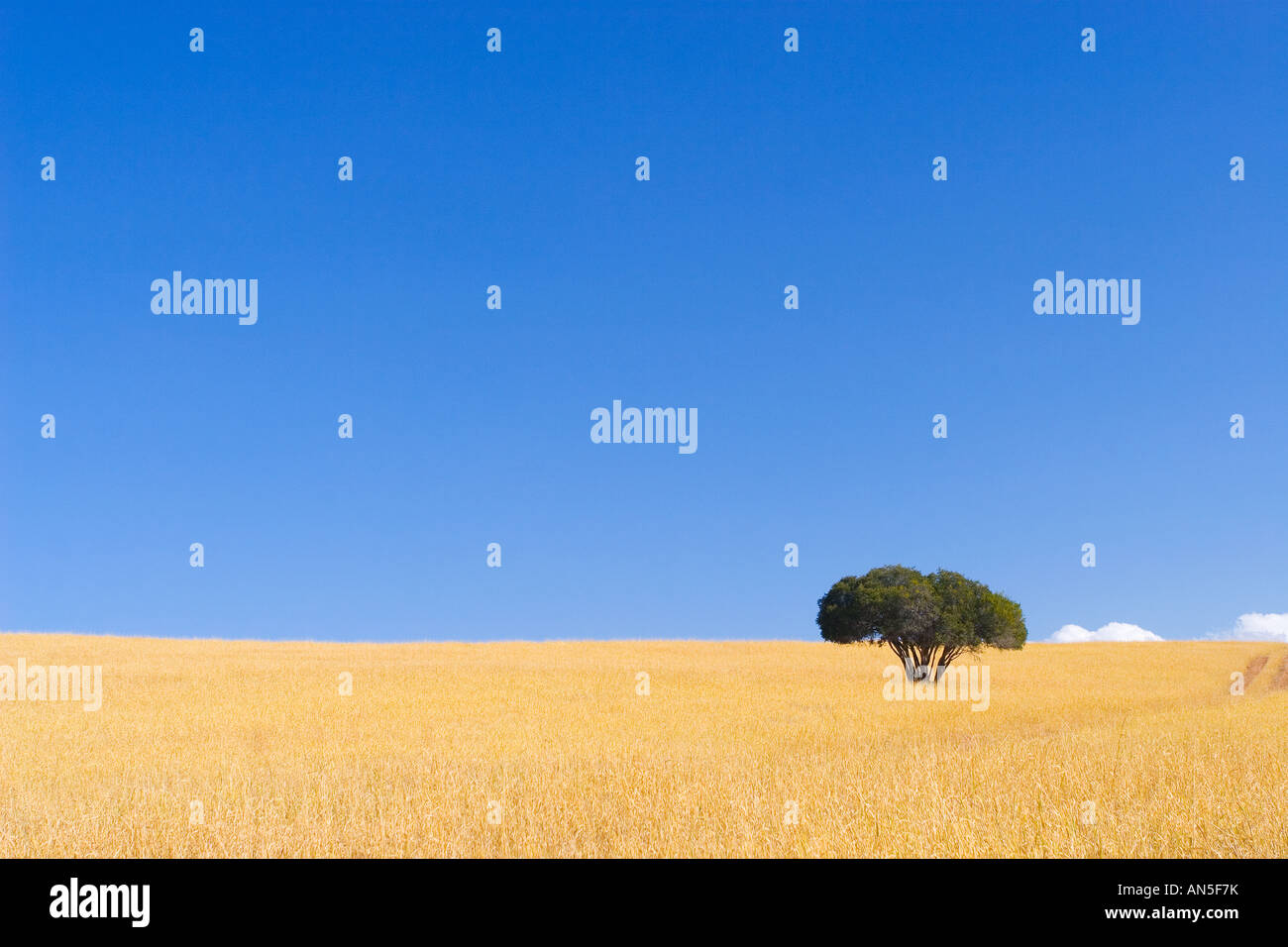 Single green tree in dry yellow grass with blue sky Stock Photo - Alamy
