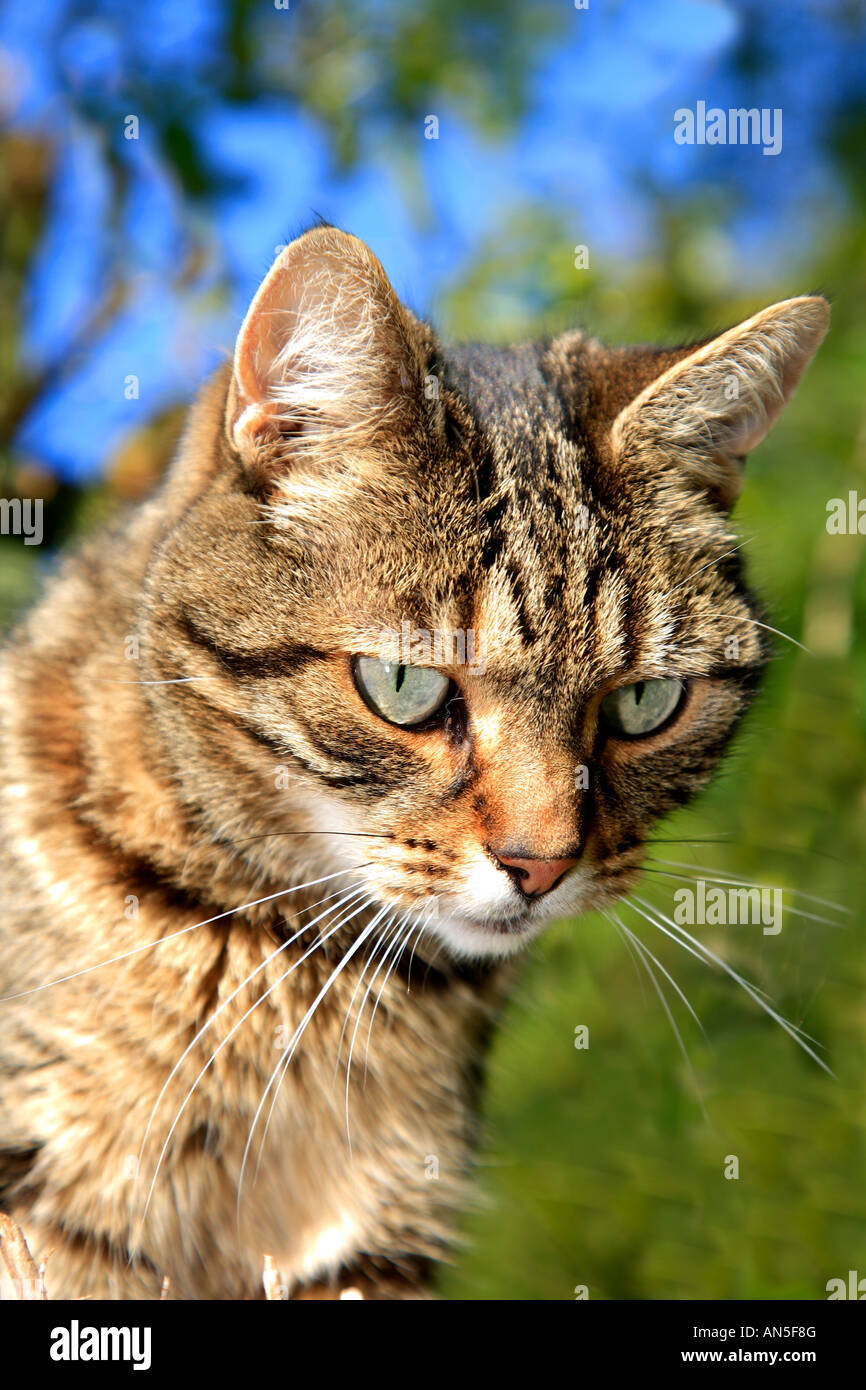 Adult Female Tabby Tiger Striped Cat looking Stock Photo - Alamy