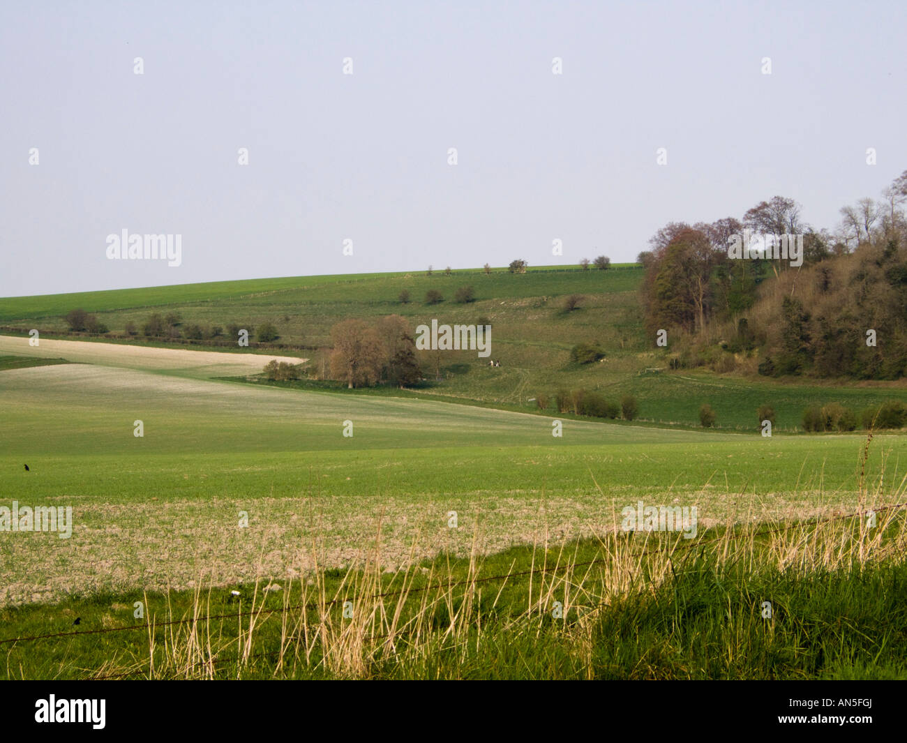 Marlborough downs near Upavon Wiltshire England Stock Photo - Alamy