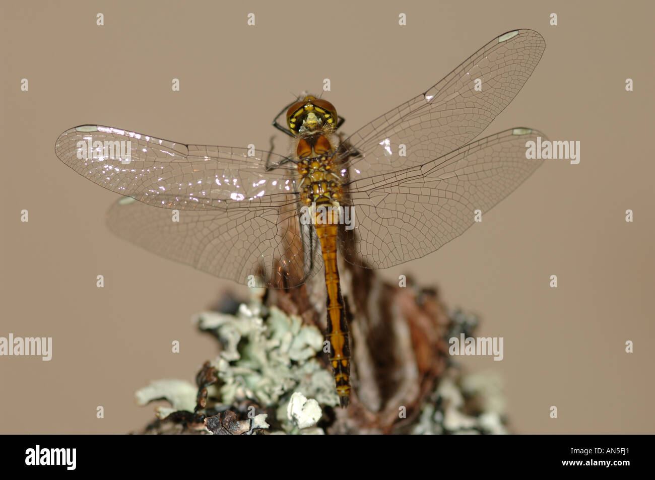 Common Darter Dragon Fly (Sympeturm striolatum Stock Photo - Alamy