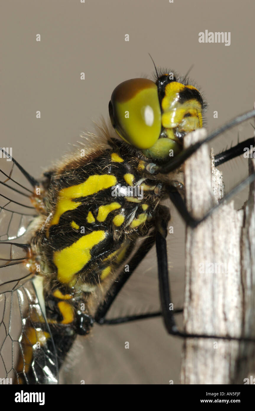 Common Darter Dragon Fly (Sympeturm striolatum Stock Photo - Alamy