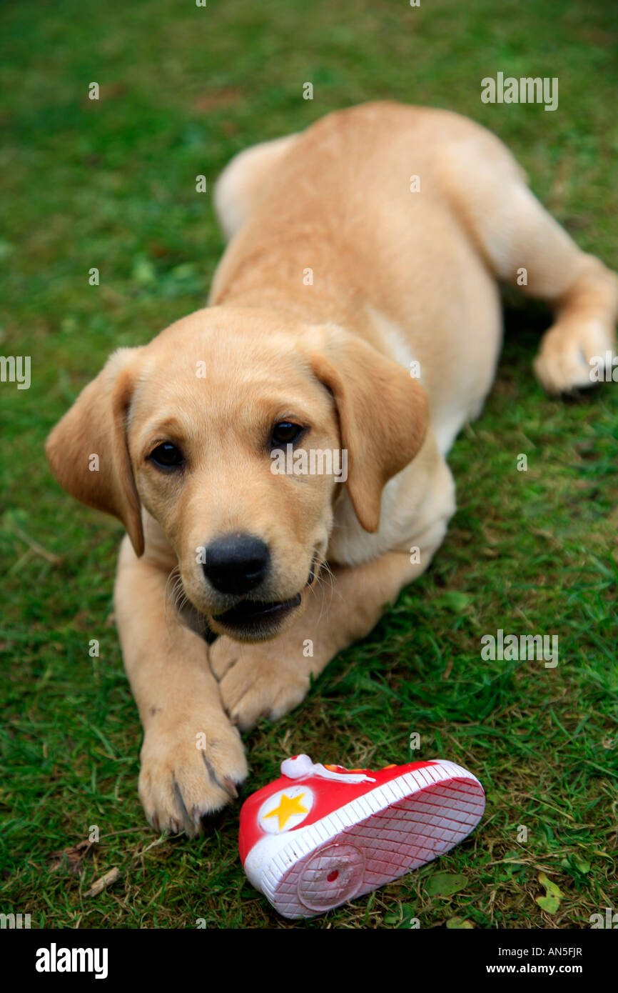 Pedigree Golden Labrador Bitch Puppy sitting pedigree breed calm dog ...