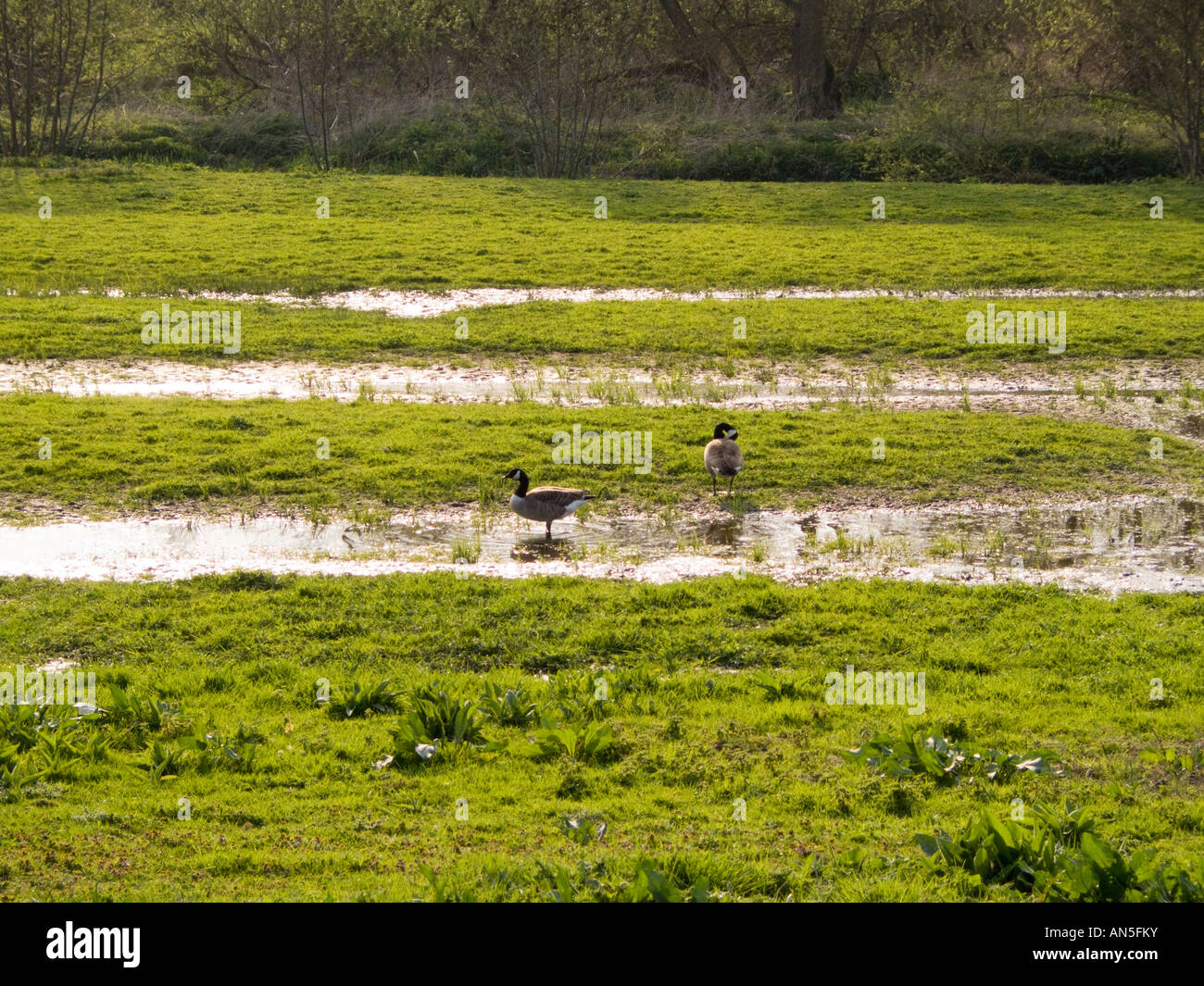 view over river water meadow and flood plain Upavon Wiltshire England ...