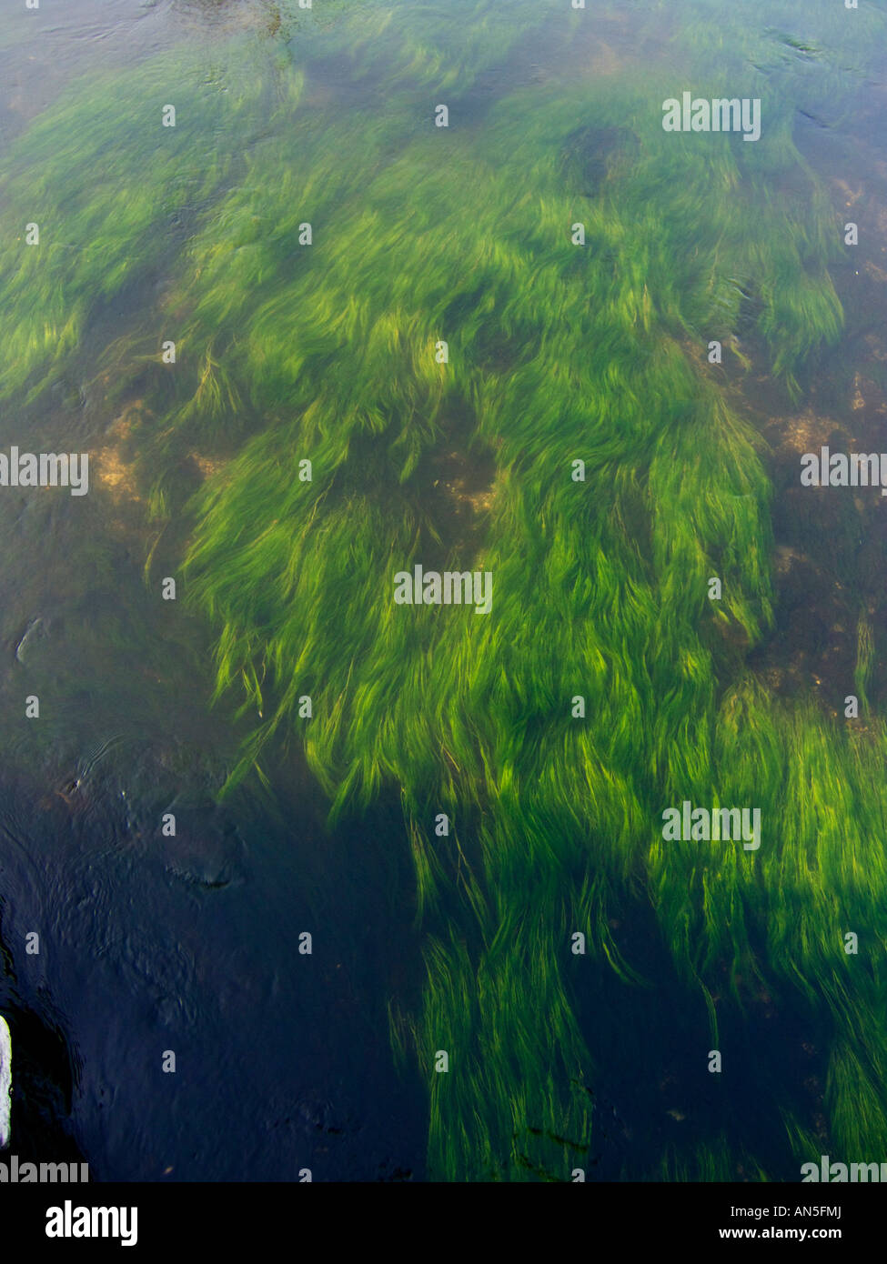 river weed grass Upavon Wiltshire England Stock Photo - Alamy