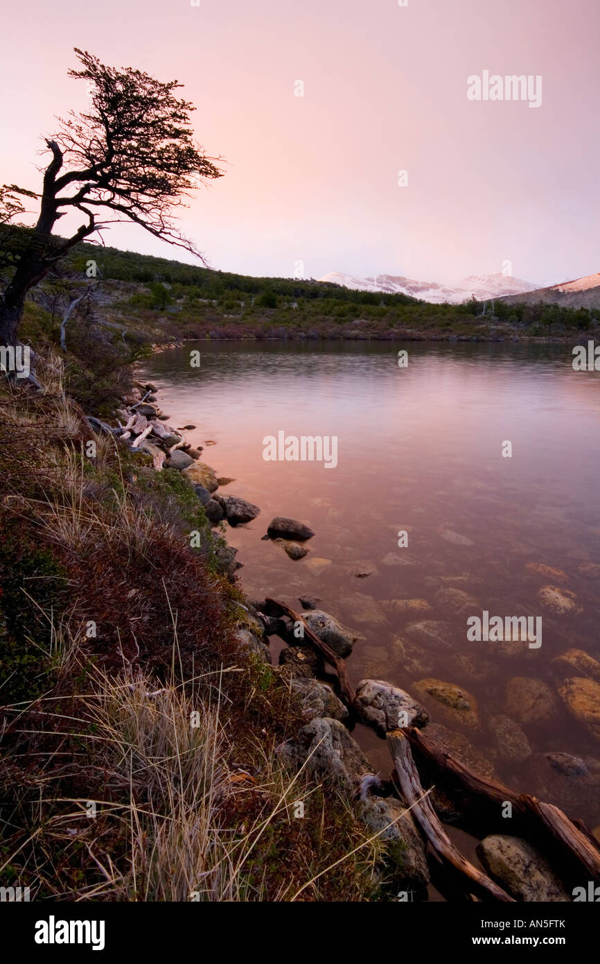 Tree on the bank of Laguna Capri at dawn Stock Photo - Alamy