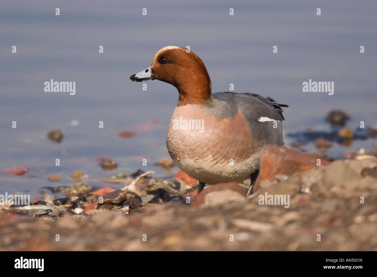 European wigeon anas penelope duck hi-res stock photography and images ...