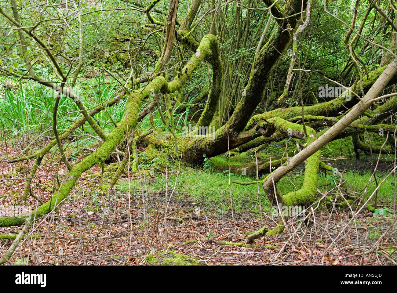 Moss covered fallen tree by the side of a pool Stock Photo - Alamy