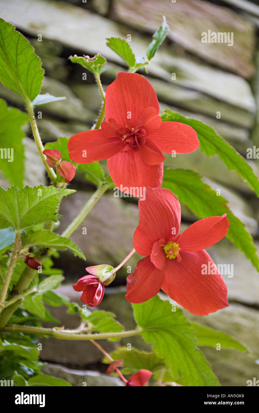 Blooms fully open hi-res stock photography and images - Alamy