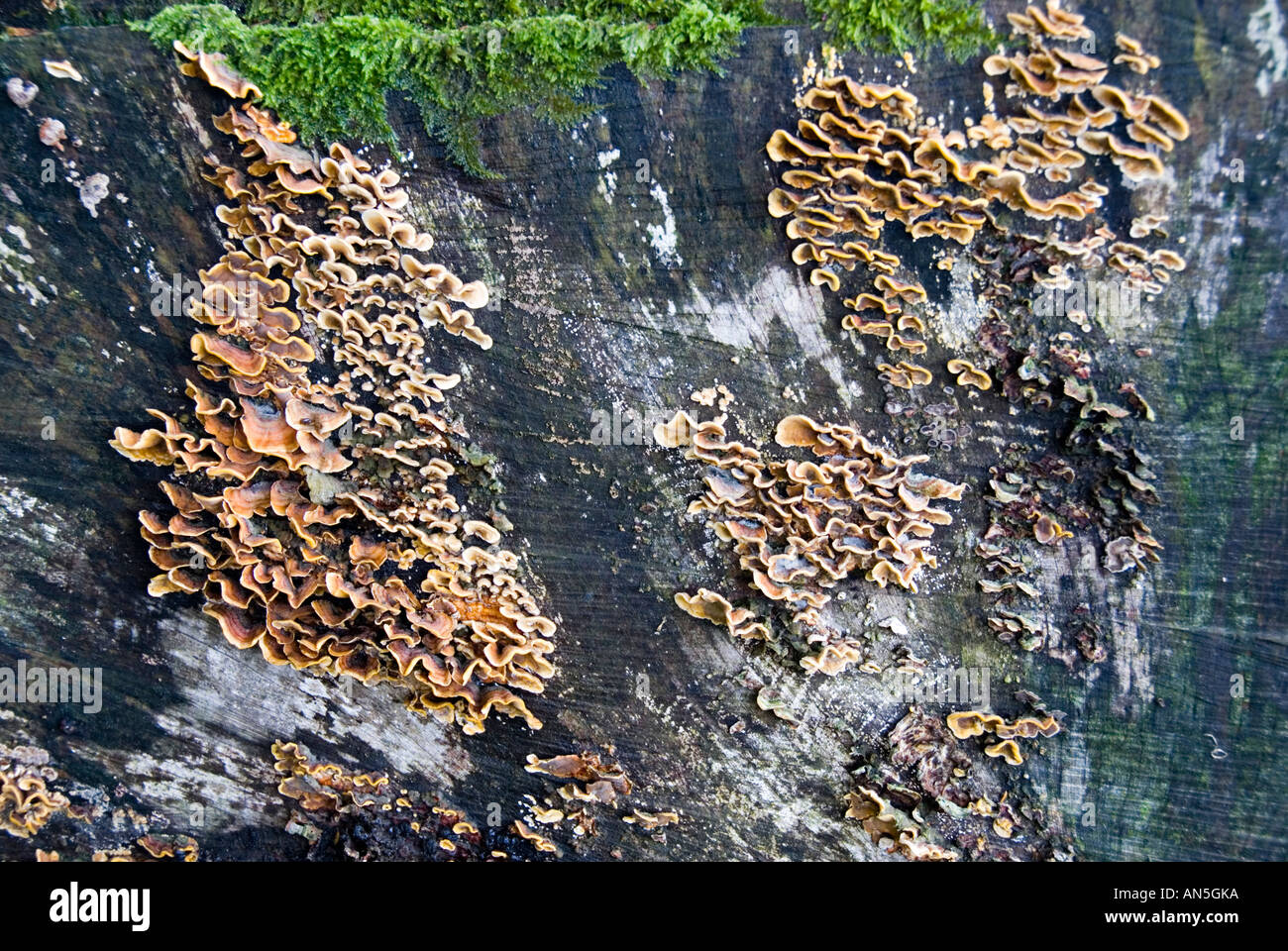 Fungus growing on the trunk of a dead tree Stock Photo - Alamy