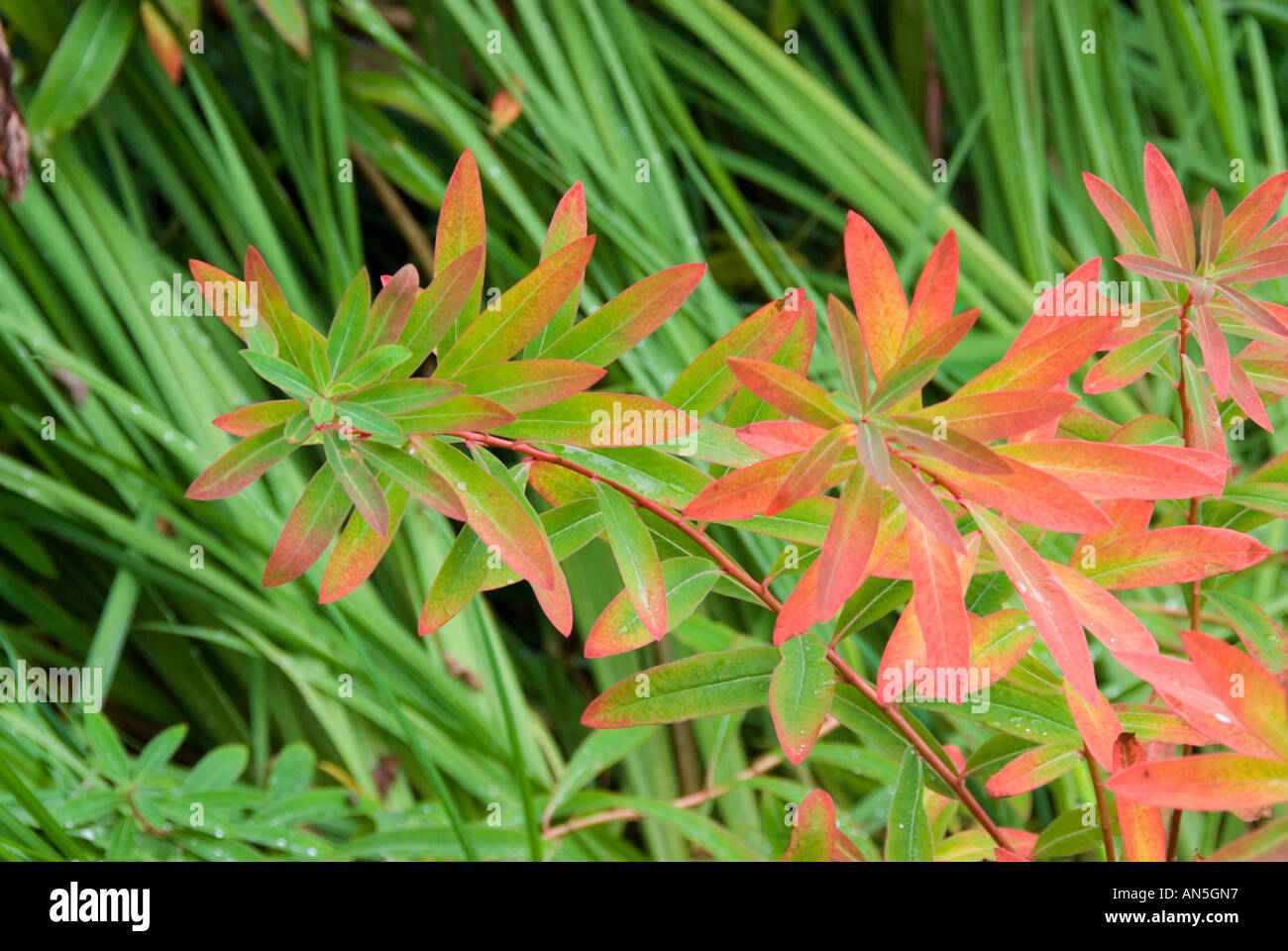 Fiery red leaves of a garden plant Stock Photo - Alamy