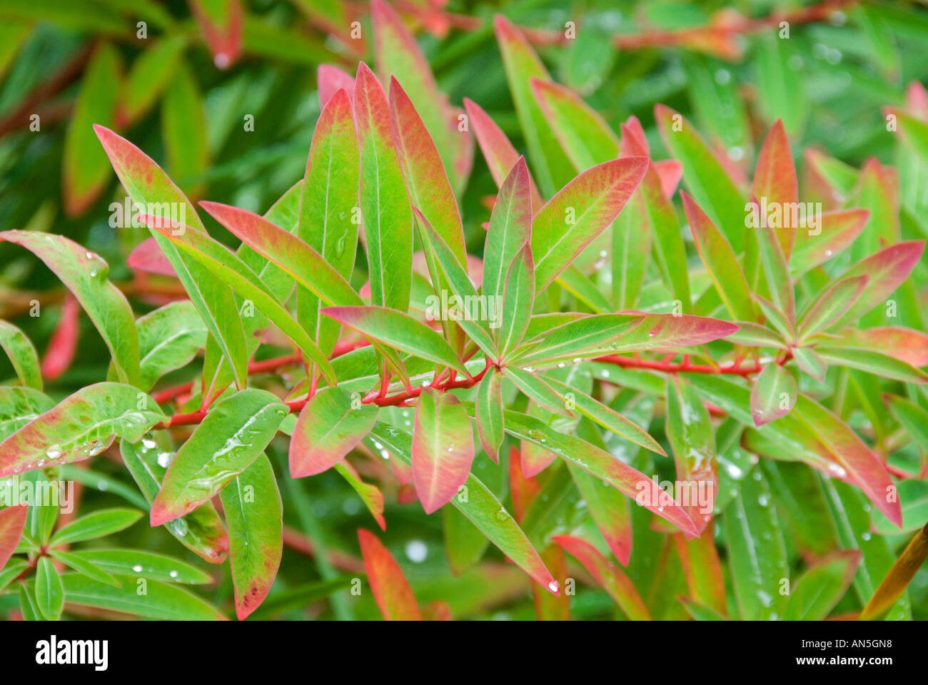 Fiery red leaves of a garden plant Stock Photo - Alamy