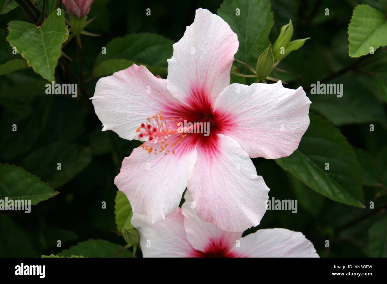 Hibiscus flower fuerteventura canary islands hi-res stock photography ...