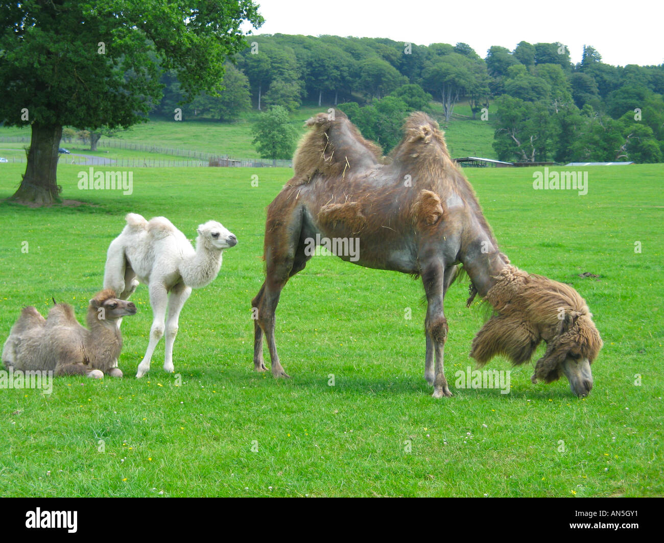 A family of Dromedary camels, babies and mother, feeding green grass in ...