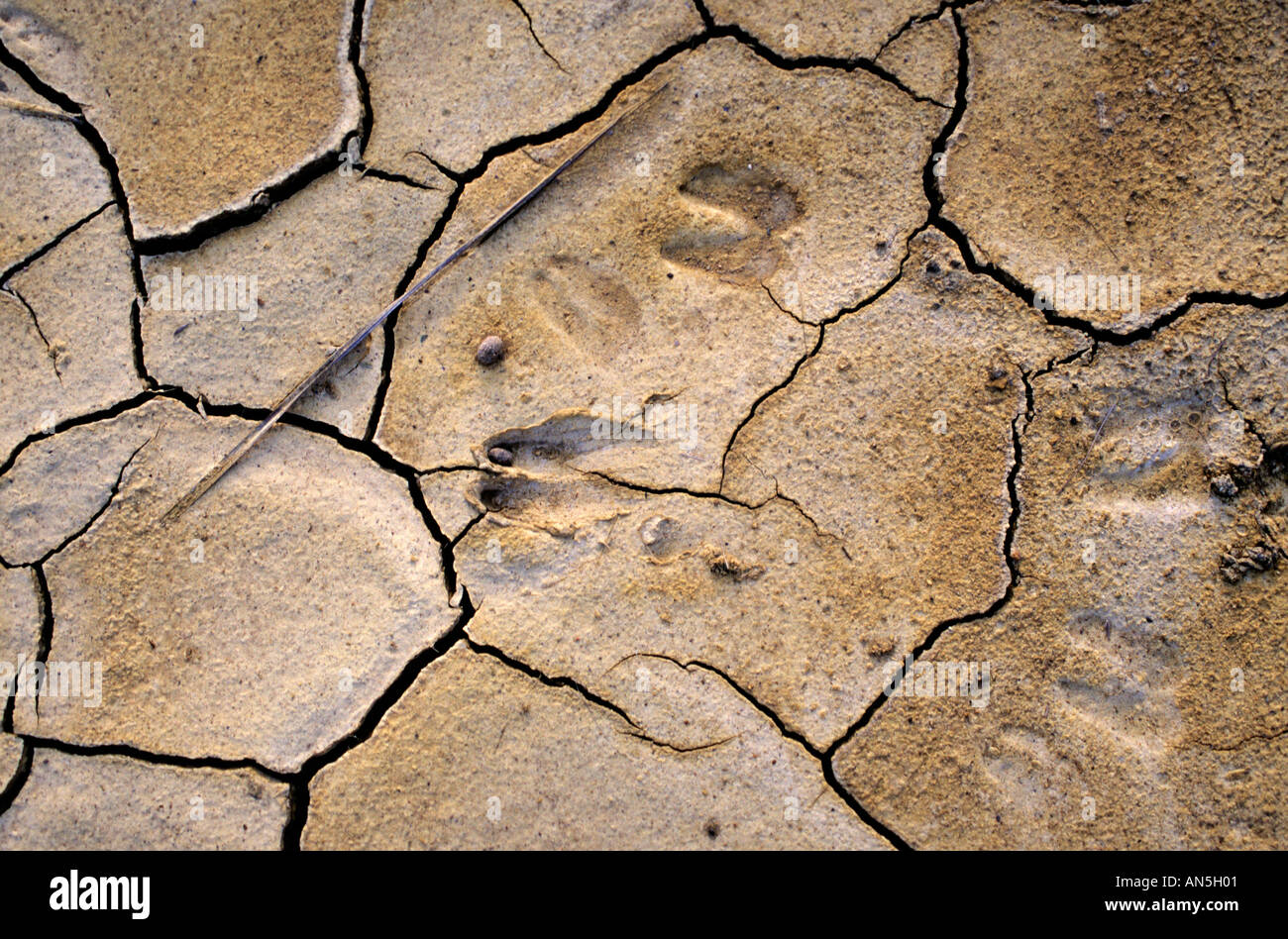 Animal tracks in dry mud Stock Photo - Alamy