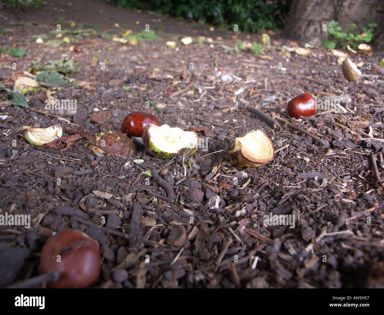 Conkers on the ground 1 Stock Photo - Alamy