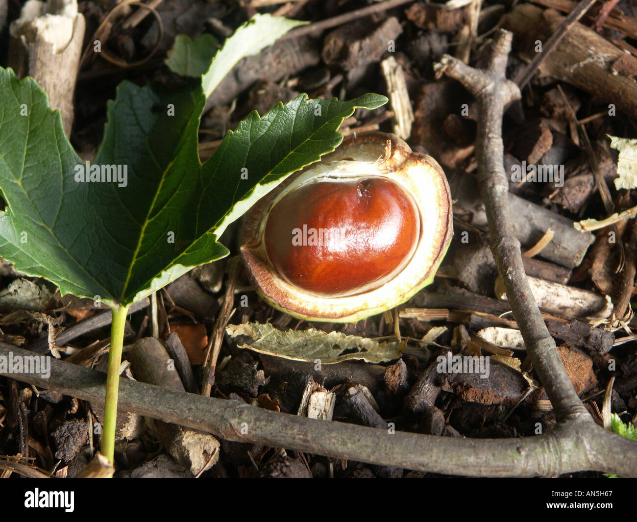Inside conker shell hi-res stock photography and images - Alamy