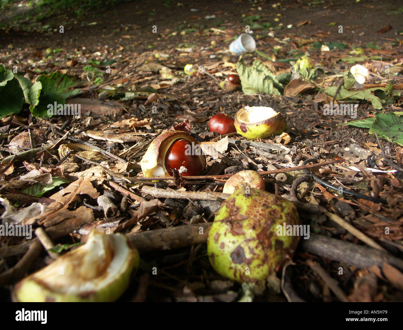 3 conkers hi-res stock photography and images - Alamy