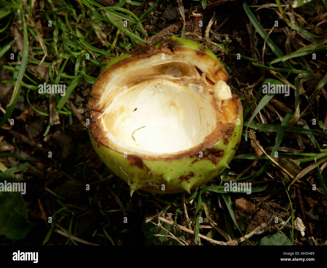 Conker Shell High Resolution Stock Photography and Images - Alamy