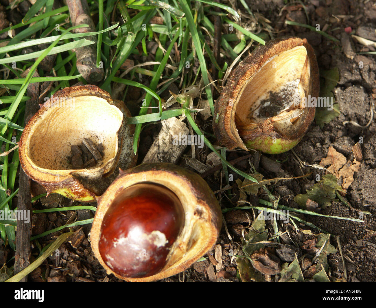 Inside conker shell hi-res stock photography and images - Alamy