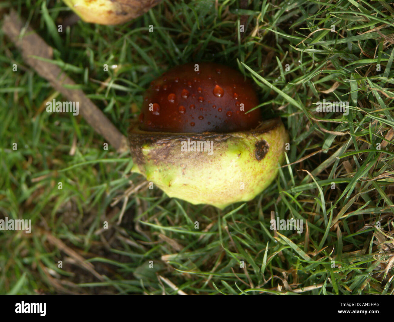 Conkers on the ground 7 Stock Photo - Alamy