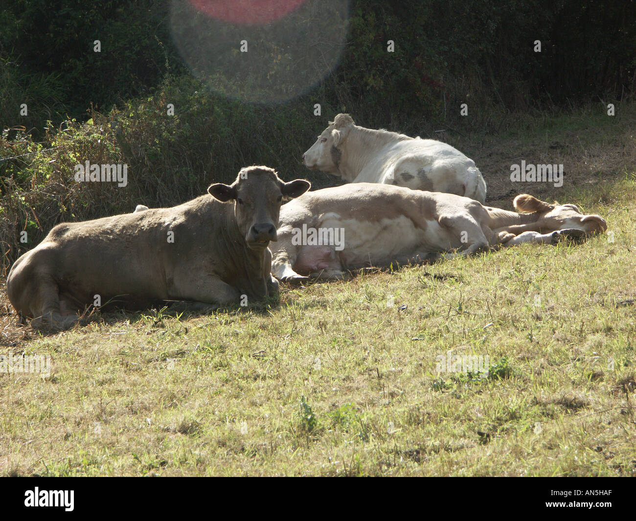 Three cows lying down in hi-res stock photography and images - Alamy
