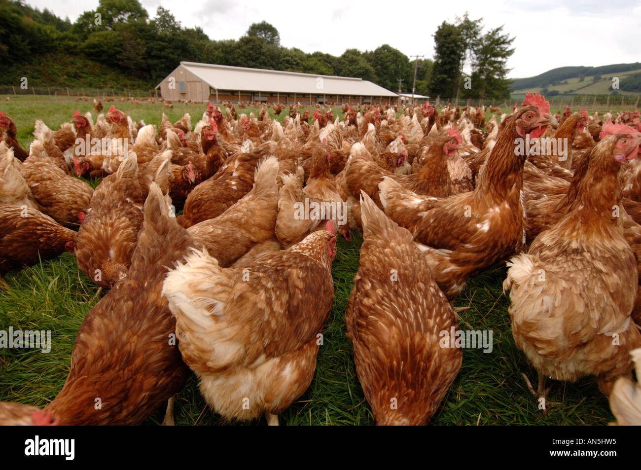 Free range hens outside in field at Birchgrove farm Llanilar west wales ...