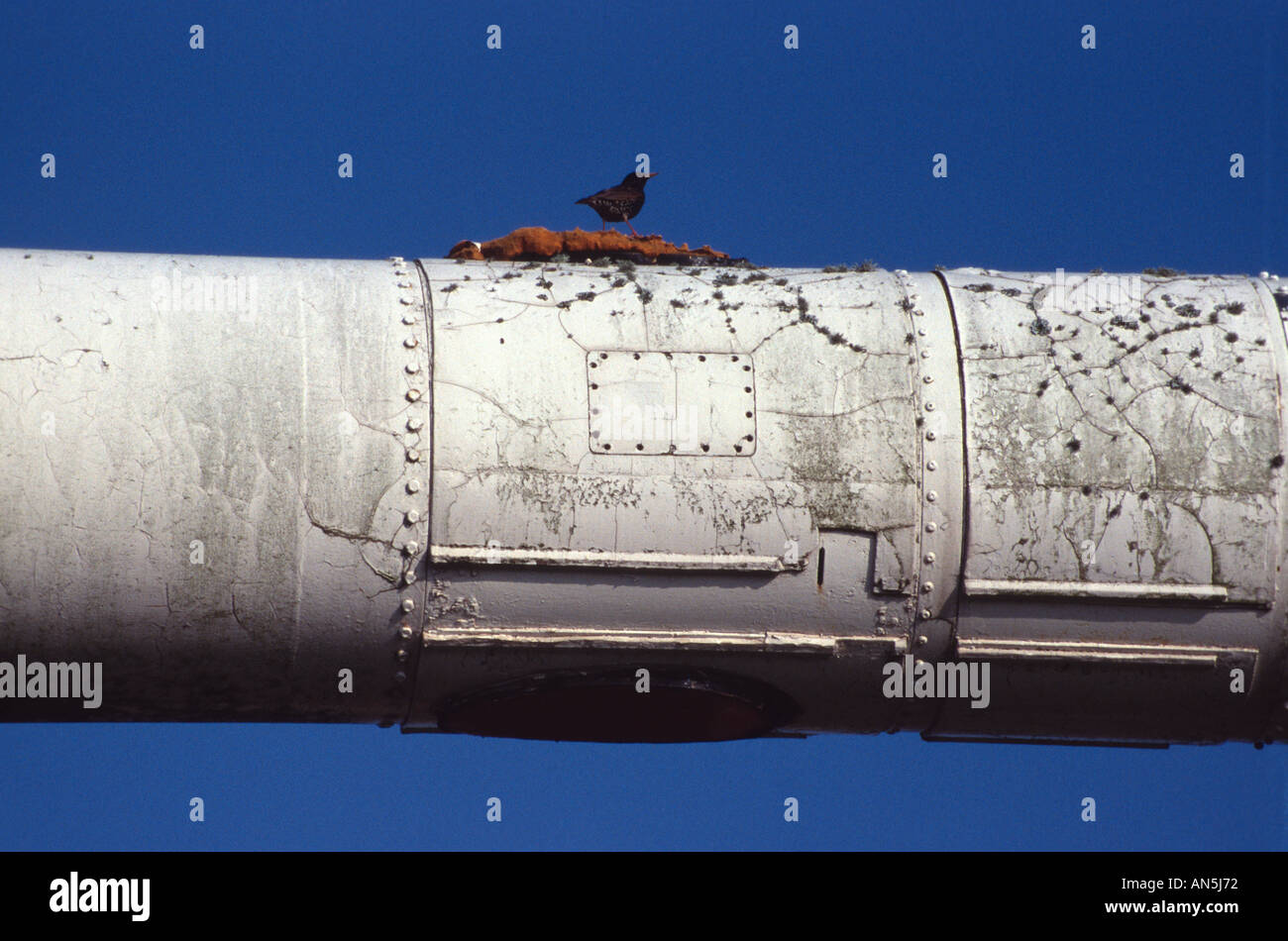Common Starling nesting on some insulating foam on the nose of a Saturn ...