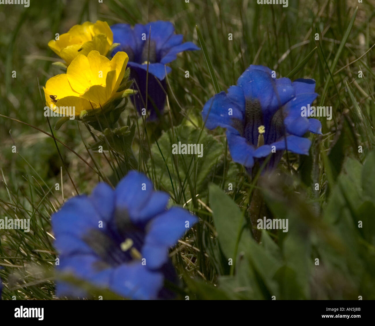 AUSTRIA, BERGWELT, FAUNA, FALKERT SEE, MAUNTAIN LAKE Stock Photo - Alamy