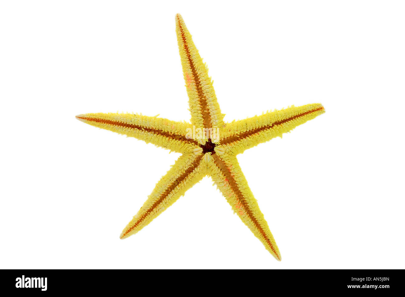 Starfish on aquarium Cut Out Stock Images & Pictures - Alamy