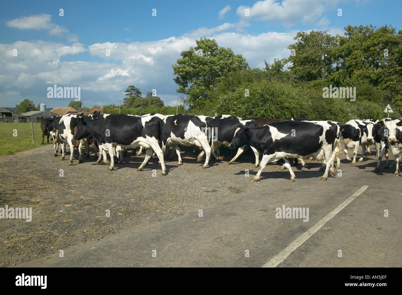 A herd of Holstein Friesian Dairy Cows returning to their farm in the ...